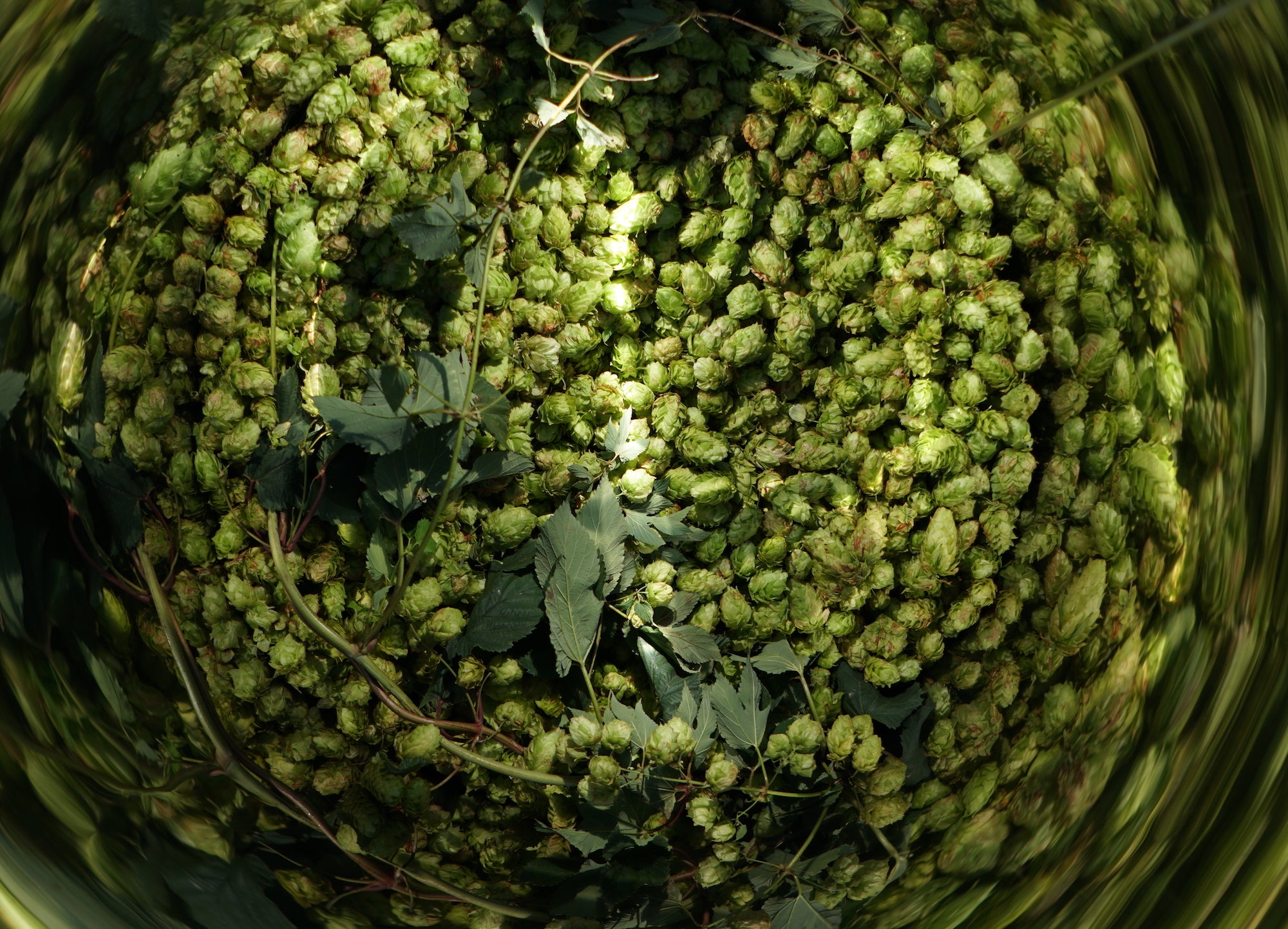 Introducing Wildflower Amongst the Bines – Wildflower Brewing & Blending